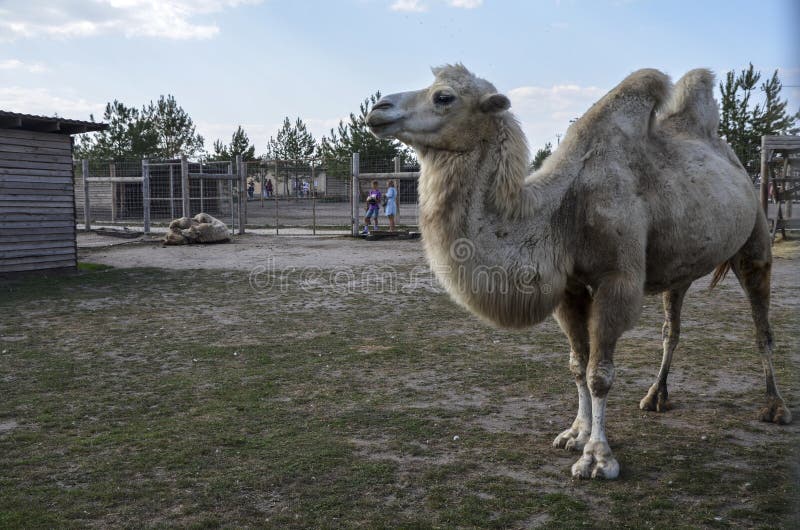 White Two-humped Camel Standing in Animal Enclosure with Sparse ...