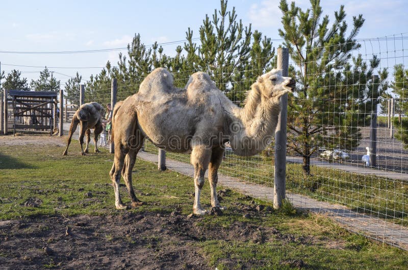 White Two-humped Camel Standing in Animal Enclosure with Sparse ...