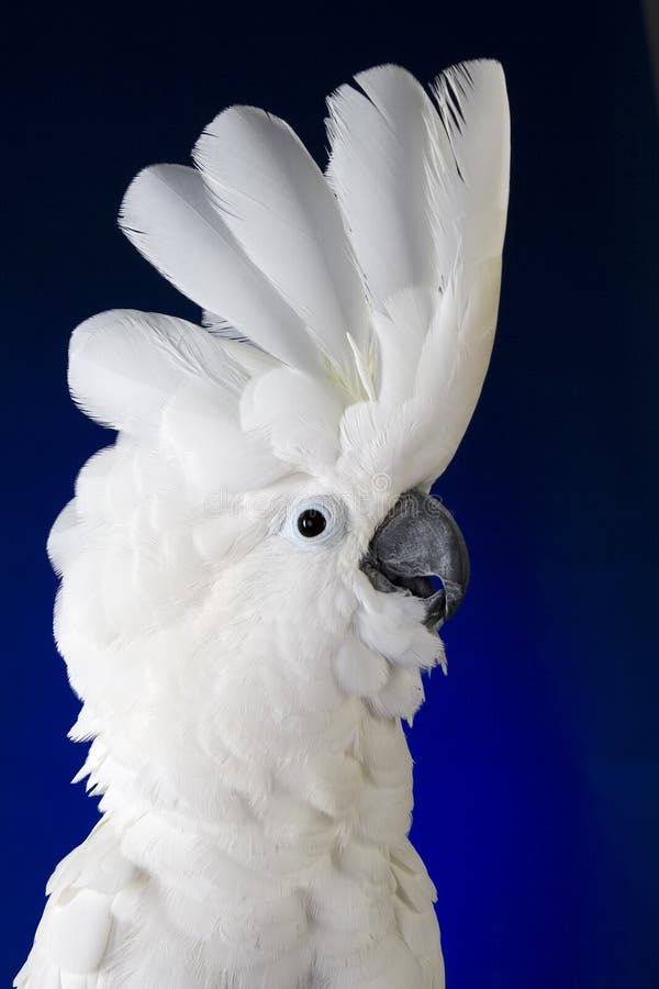 White Umbrella Cockatoo stock photo. Image of crown, umbrella - 3615686