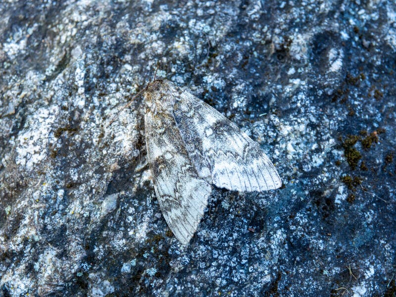 White Underwing Moth or Catocala Relicta Stock Image - Image of forest ...