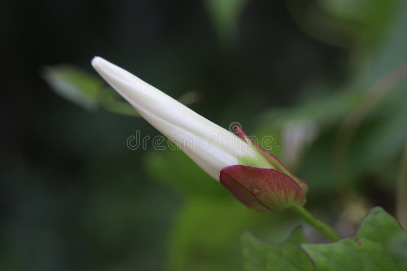 White Unopened Flower on a Green Background. Stock Image - Image of ...