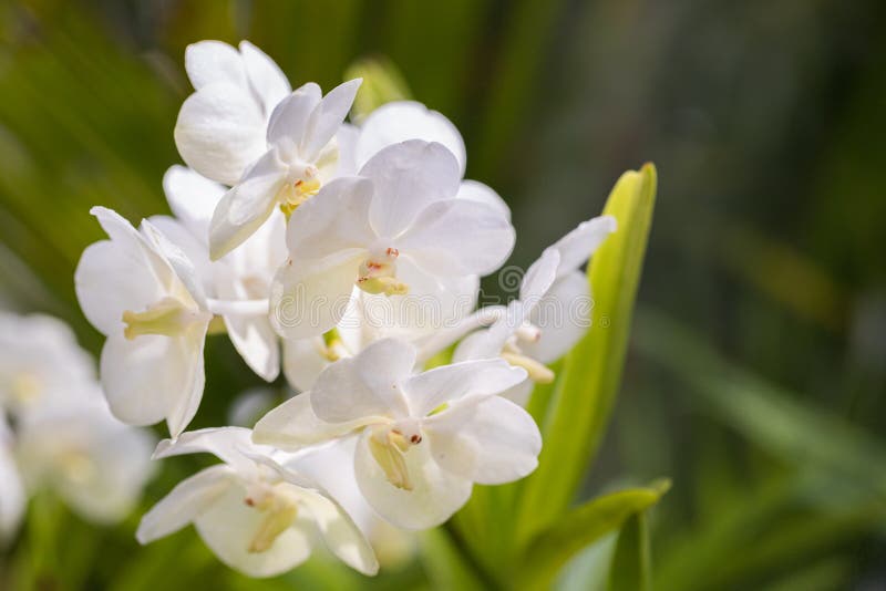 2,004 Vanda White Beauty Stock Photos - Free & Royalty-Free Stock ...