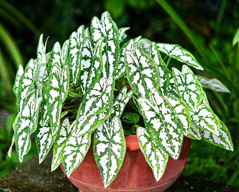 White Variegated Leaves on White Background Stock Photo - Image of ...