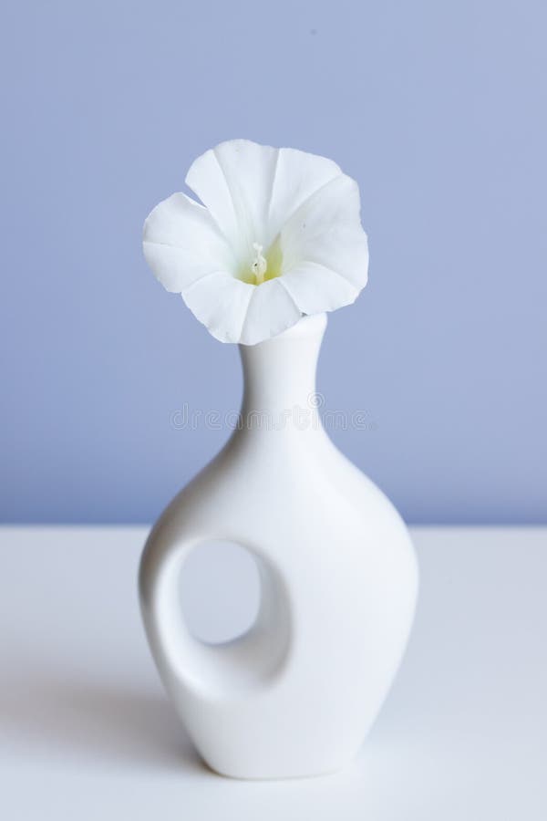 White Vase and White Flower on Abstract Light Blue Background Stock ...
