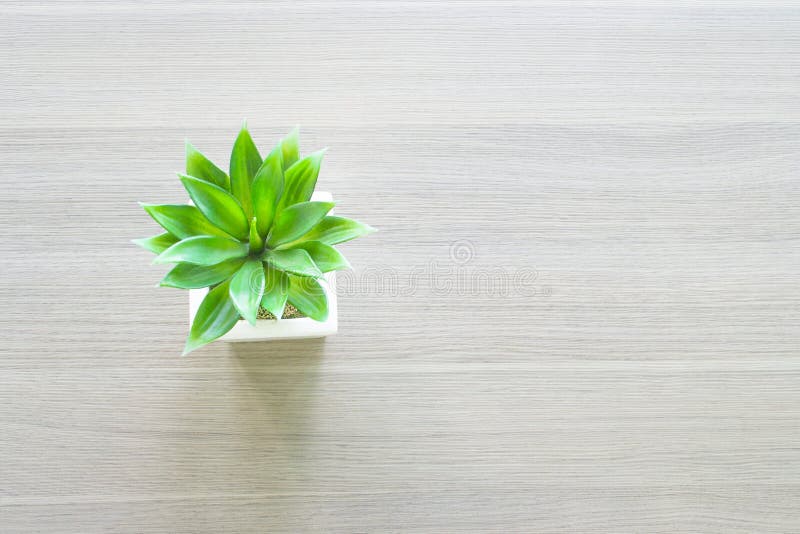 White Vase and Green Tree on the Table Stock Image - Image of plant ...