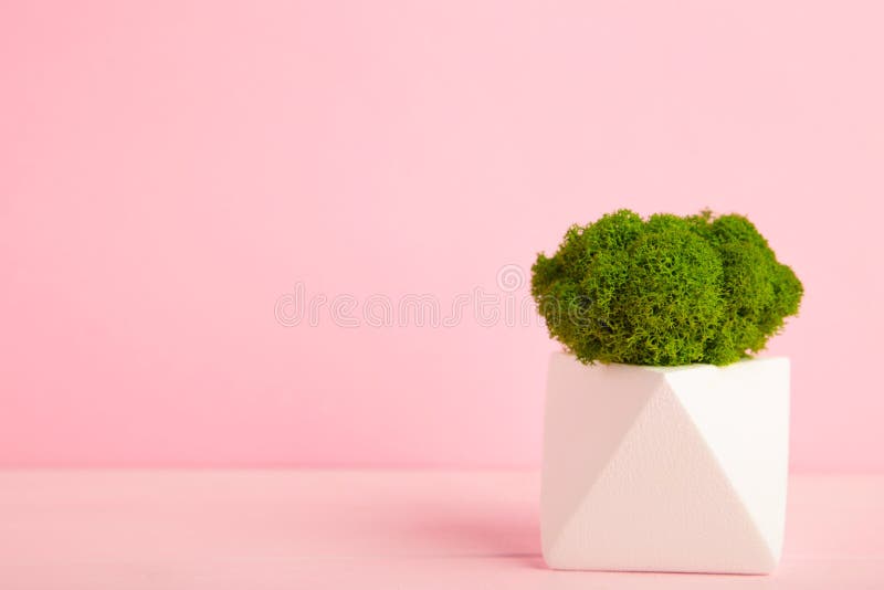 White Vase with Stabilized Moss on Pink Background. Eco Design Interior ...