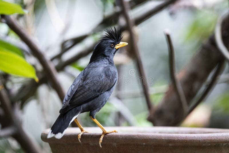 White - vented Myna stock photo. Image of vented, black - 239632392