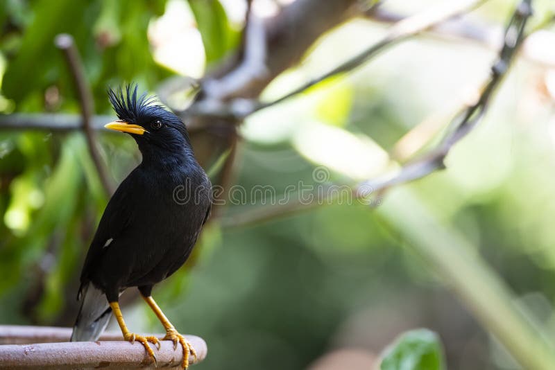 White - vented Myna stock photo. Image of forehead, crest - 239632498
