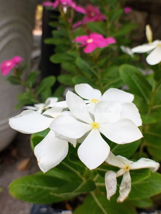 White Vinca or White Periwinkle Flower Stock Image - Image of blossom ...