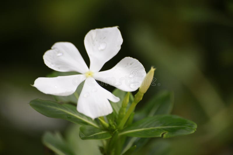 The white vinca stock photo. Image of garden, madagasga - 43454466
