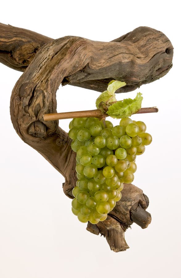 Single grapevine stock image. Image of vineyard, wine - 5992043