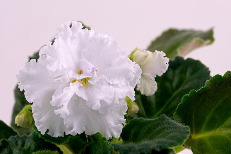 White Viola Flower stock image. Image of african, macro - 177479469