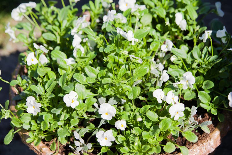 White Viola Cornuta Blooming in Spring Stock Image - Image of green ...