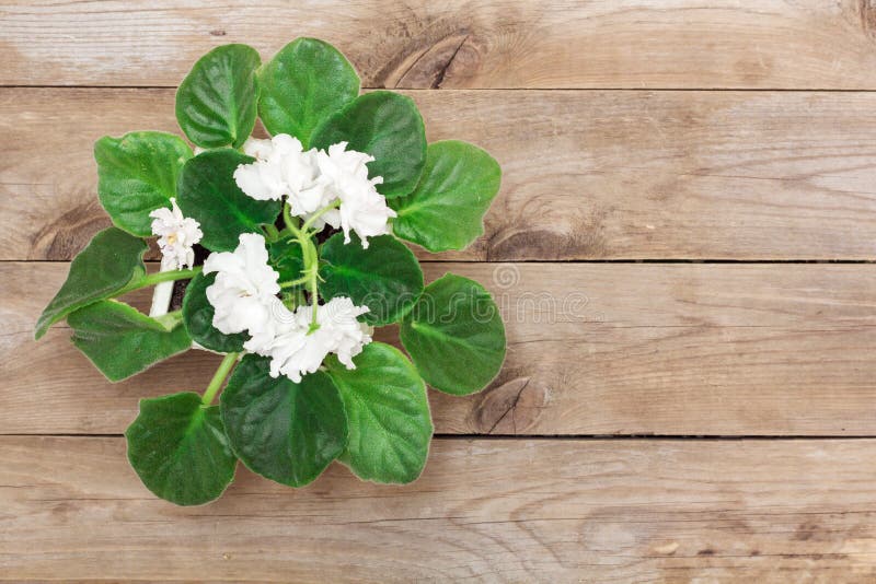 White viola flower stock photo. Image of beautiful, cute - 70430220