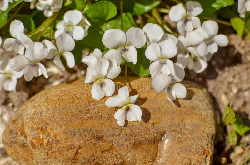 White Viola Odorata Flowers Growing between Stones Stock Image - Image ...