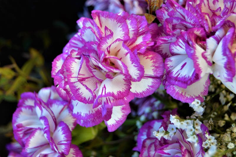 White and Violet Carnations Stock Image - Image of bouquet, white ...
