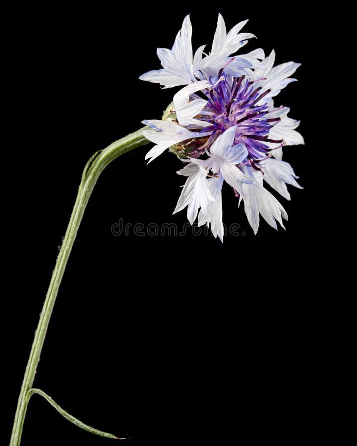 White-violet Flower of Cornflower, Lat. Centaurea, Isolated on Black ...
