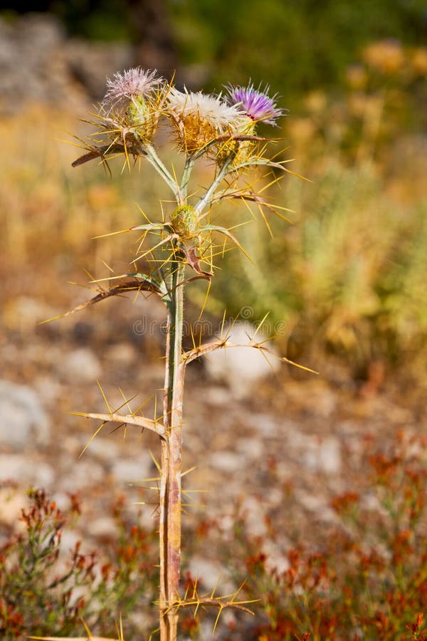 White violet flower stock photo. Image of beautiful, green - 68931496