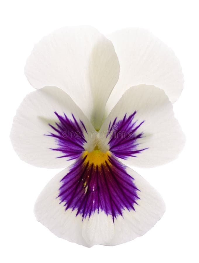 White and Violet Flower in the Garden Stock Image - Image of pistil ...