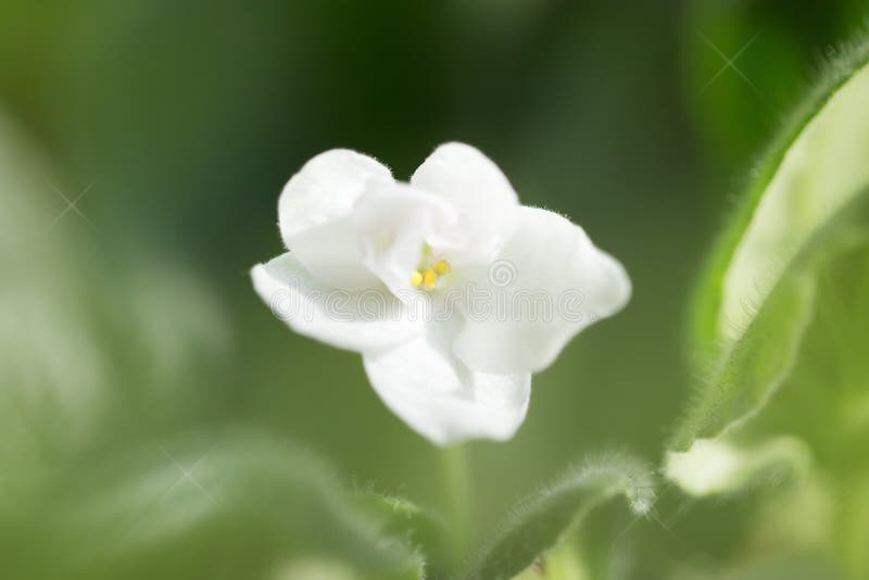 White violet flower stock image. Image of summer, garden - 102344927