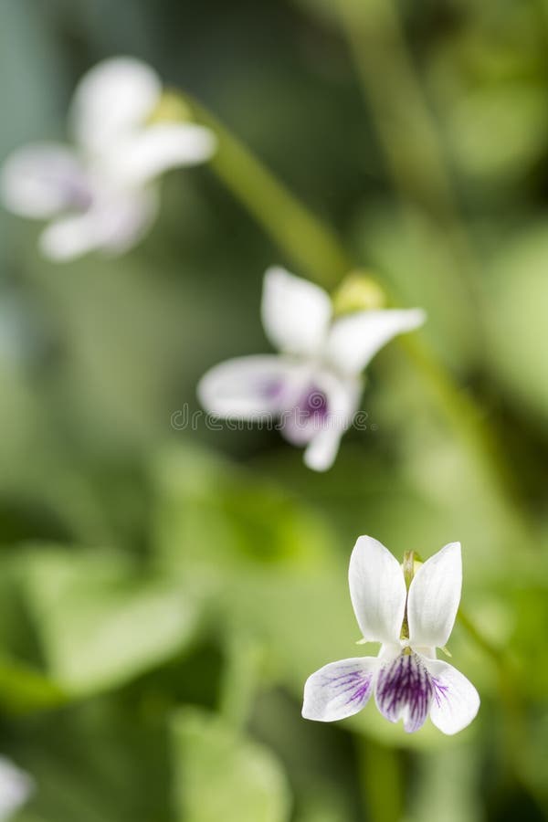 White violet flowers stock photo. Image of wild, nature - 84697384