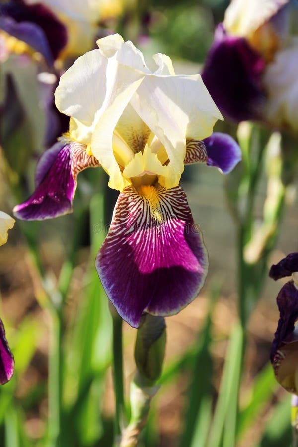 Colorful iris closeup stock image. Image of white, decorative - 31760997