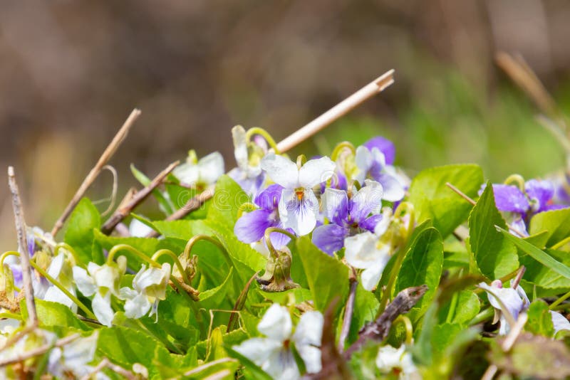 White Violet with White and Violet Blossoms, Also Called Viola Alba ...