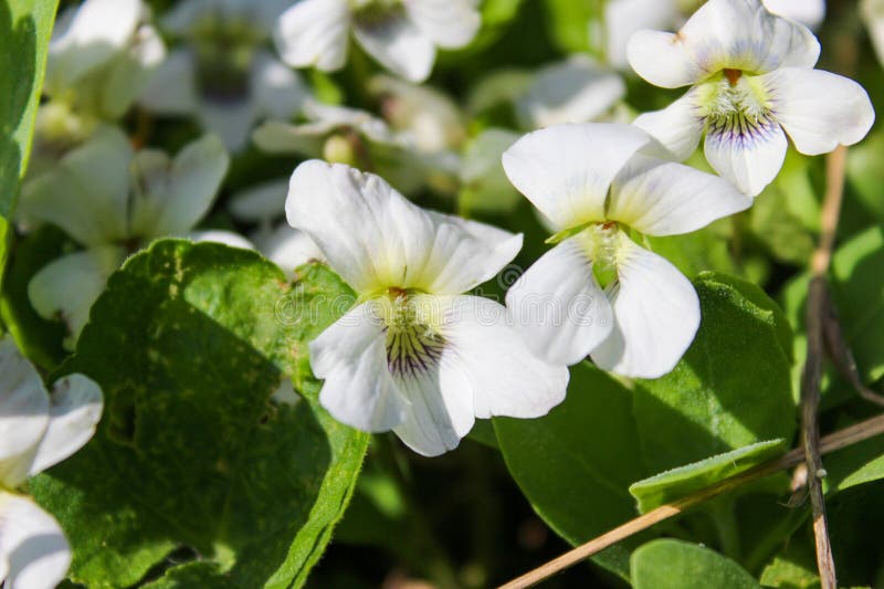 White Violets Flower Field Blooming in Spring. the First Spring Flower ...