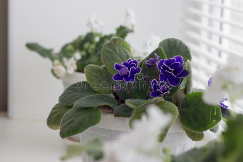 White Violets in a Pot. Flowers in Pots on Windowsi Stock Image - Image ...