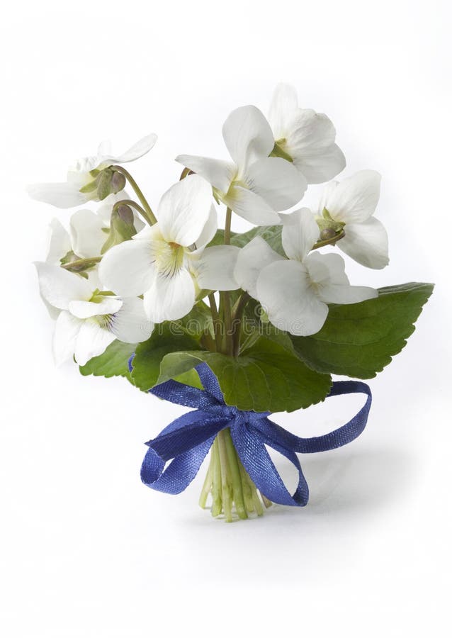 White Violets Viola Alba with a Ribbon Stock Photo - Image of blossom ...