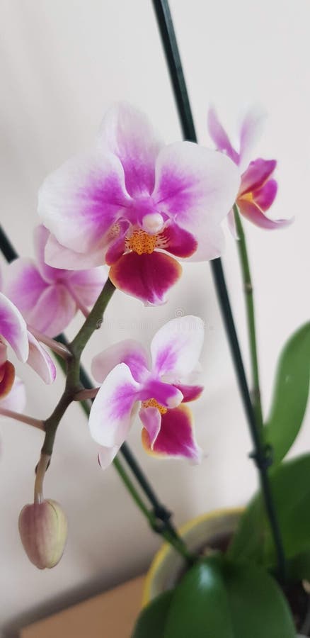 White and Vivid Purple Orchidae Stock Image - Image of white, spring ...