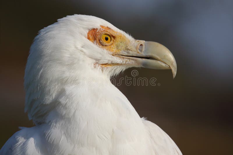 White vulture stock photo. Image of plumage, creature - 12185232