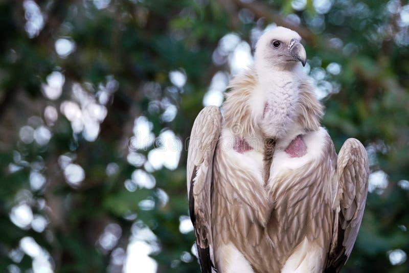 The White Vulture in Jungle Stock Photo - Image of jungle, animals ...