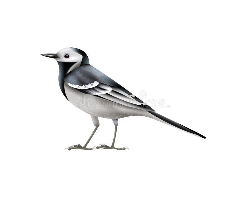 White Wagtail Stock Illustrations – 317 White Wagtail Stock ...