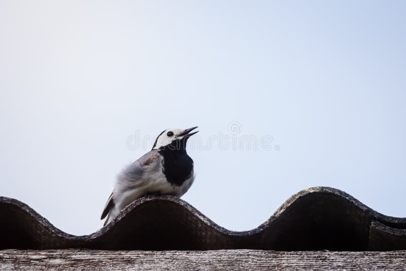 White Wagtail Bird on Rooftop Stock Photo - Image of beak, birds: 222790756