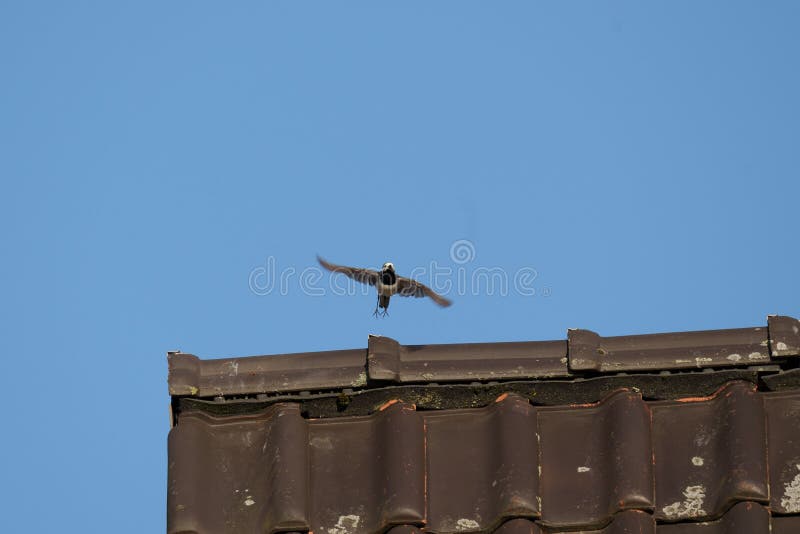 775 Wagtail Bounding Flight Stock Photos - Free & Royalty-Free Stock ...