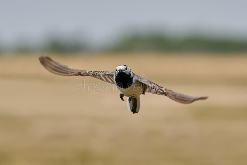 732 Wagtail Bounding Flight Stock Photos - Free & Royalty-Free Stock ...