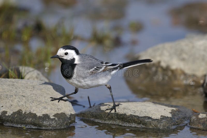 66,447 Favdolla Alba Stock Photos - Free & Royalty-Free Stock Photos ...