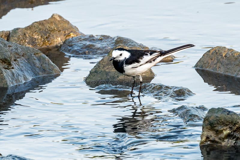 The White Wagtail stock image. Image of china, beautiful - 89062275