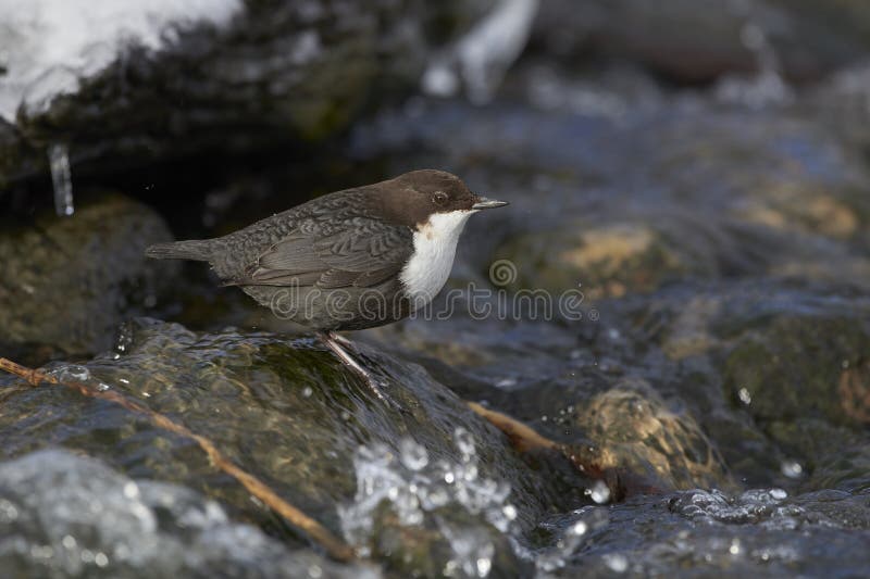 White Wagtail Motacilla Alba Is A Common And Widespread Small Passerine ...