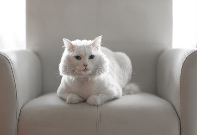 White wait stock photo. Image of fluffy, blue, calm, symmetric - 36914510