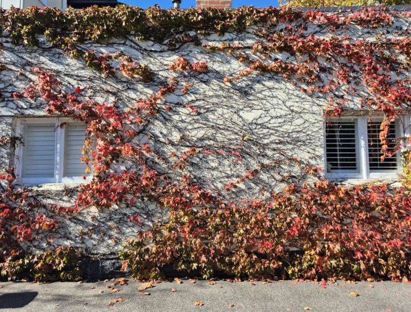 White Wall Full of Red Leaves Crawling Up and Down with Window Features ...