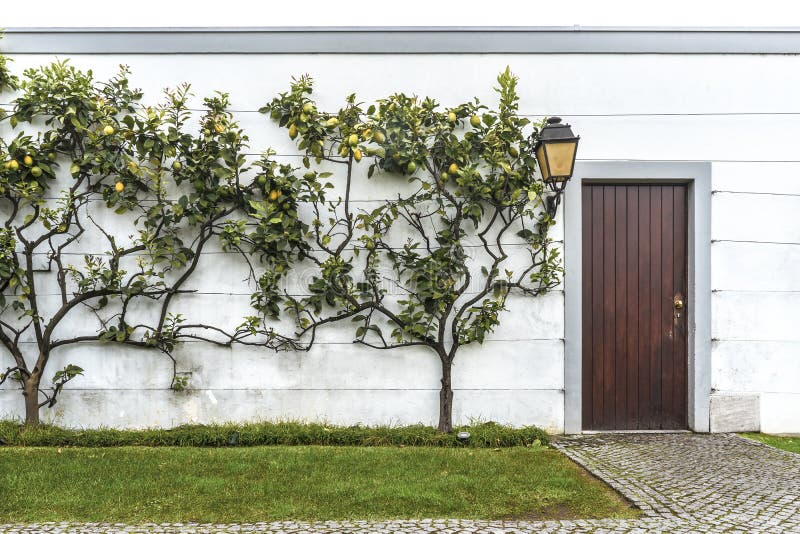 White Wall of the House Decorated with Lemon Trees Stock Image - Image ...
