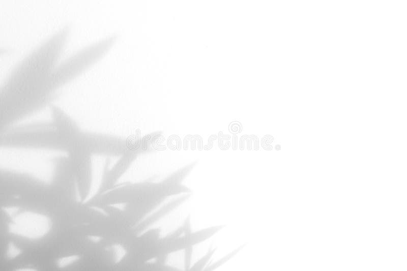 White Wall with Leaves Shadow Overlay. Sunlight Effect Shadow on the ...