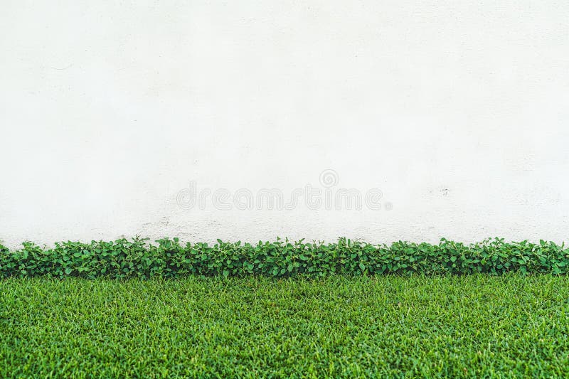 A White Wall with a Line of Green Foliage and Grass at the Bottom Stock ...