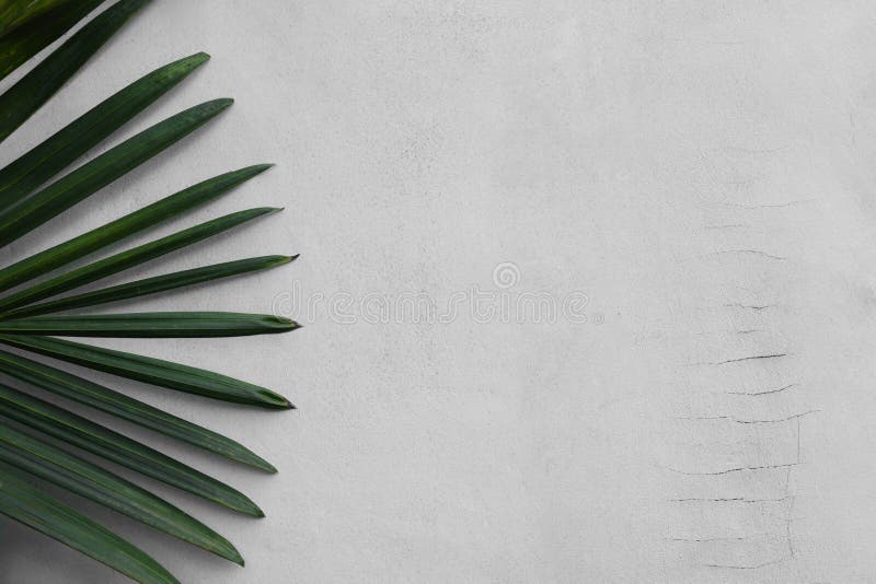 White Wall with a Palm Leaf on the Left Side, Creating a Minimalist and ...