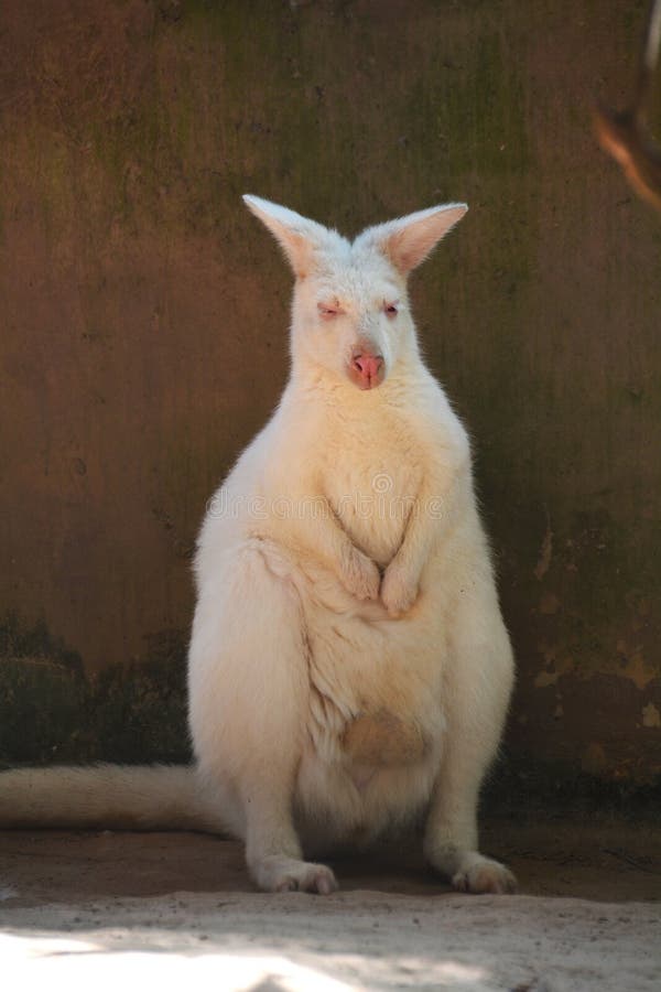 Wild Wallabies Standing in the Bush Land of Australia Stock Photo ...