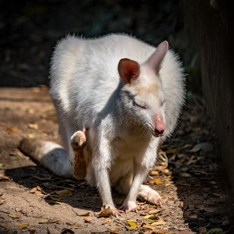White Wallaby stock photo. Image of back, macropodidae - 20400162