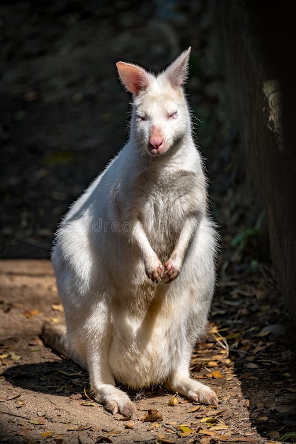 White Wallaby stock photo. Image of back, macropodidae - 20400162