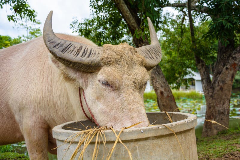 White water buffalo stock photo. Image of outdoor, mammal - 188651828